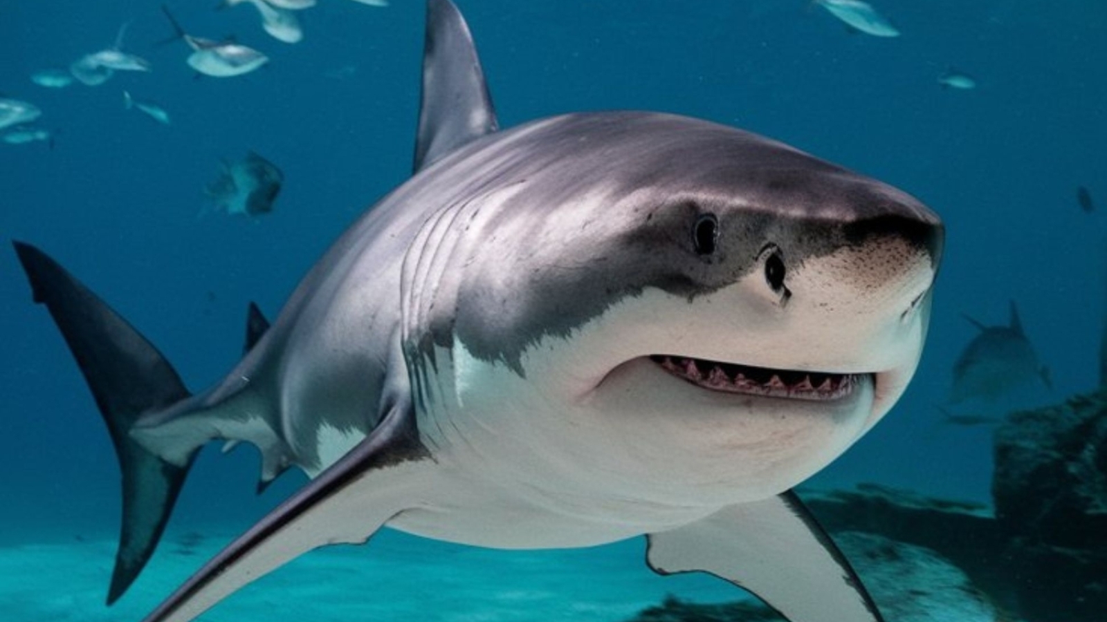 Netflix is trying to kill Shark Week and SharkFest | Yardbarker