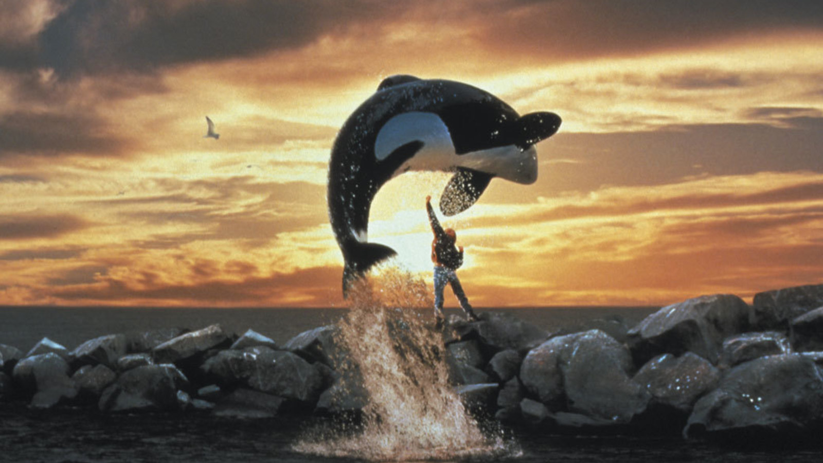 The best movie and TV shows with animal stars | Yardbarker