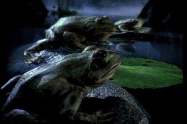 Budweiser Frogs Commercials Super Bowl