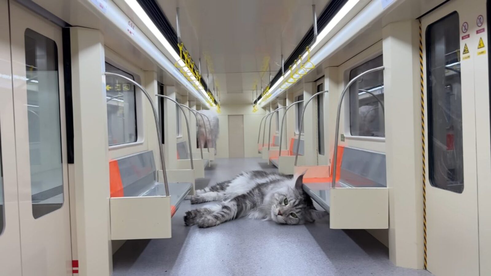 Watching Cats Ride a Cat Subway WILL Improve Your Day (Video) | Yardbarker