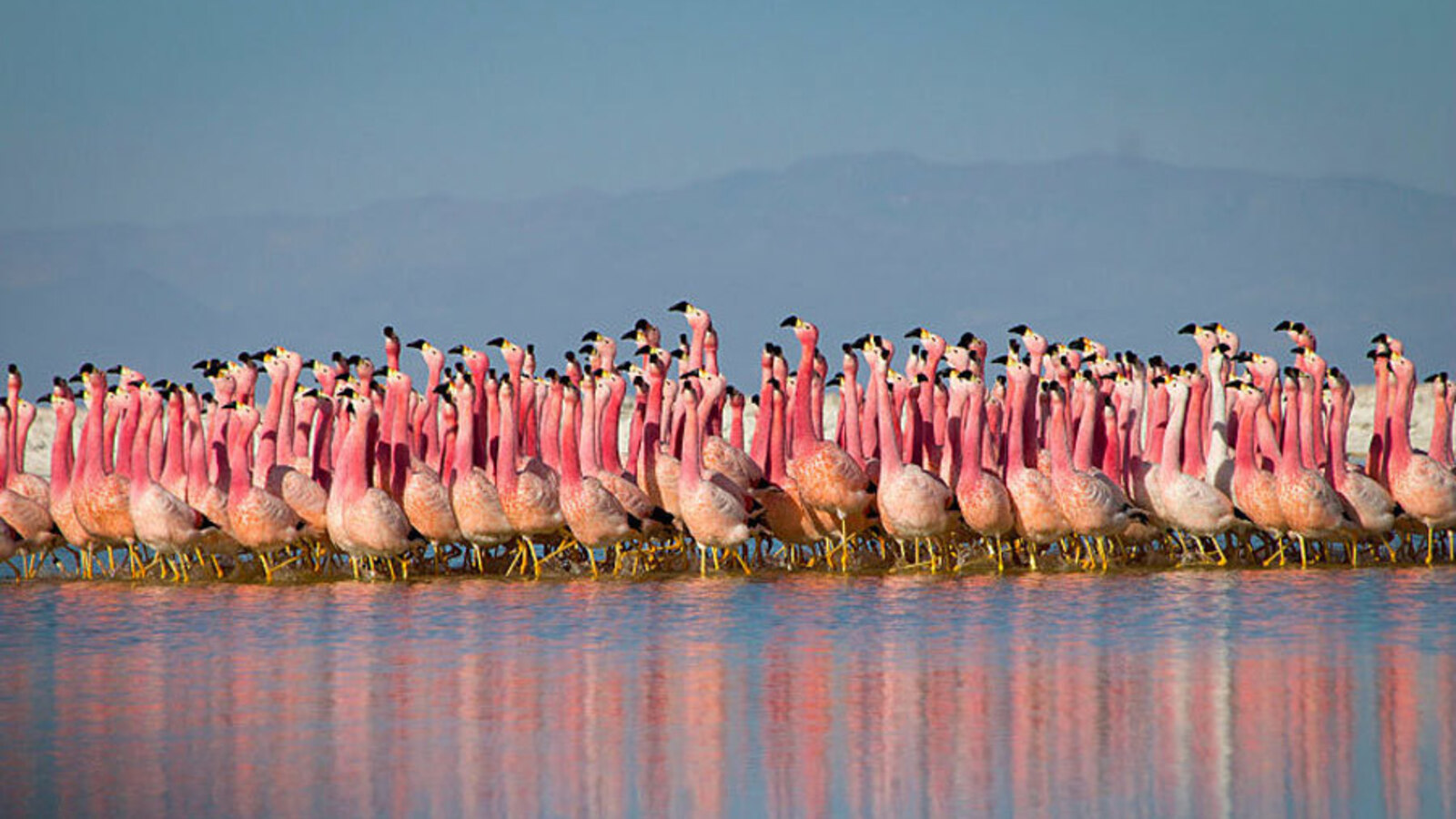 The 20 best nature documentaries | Yardbarker