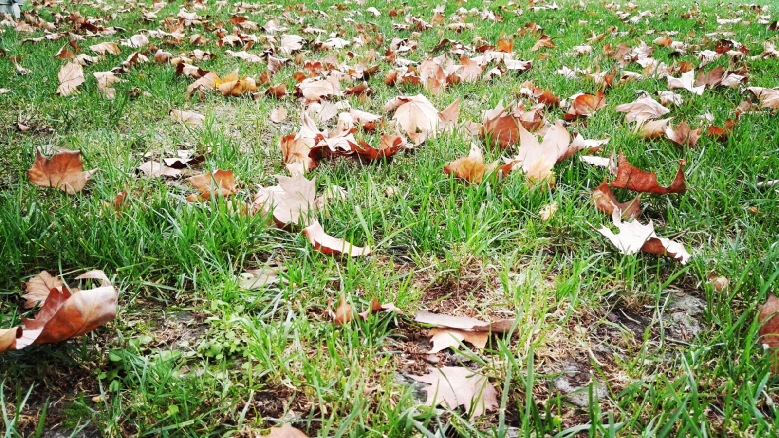How to Plant Grass Seed in the Fall | Yardbarker
