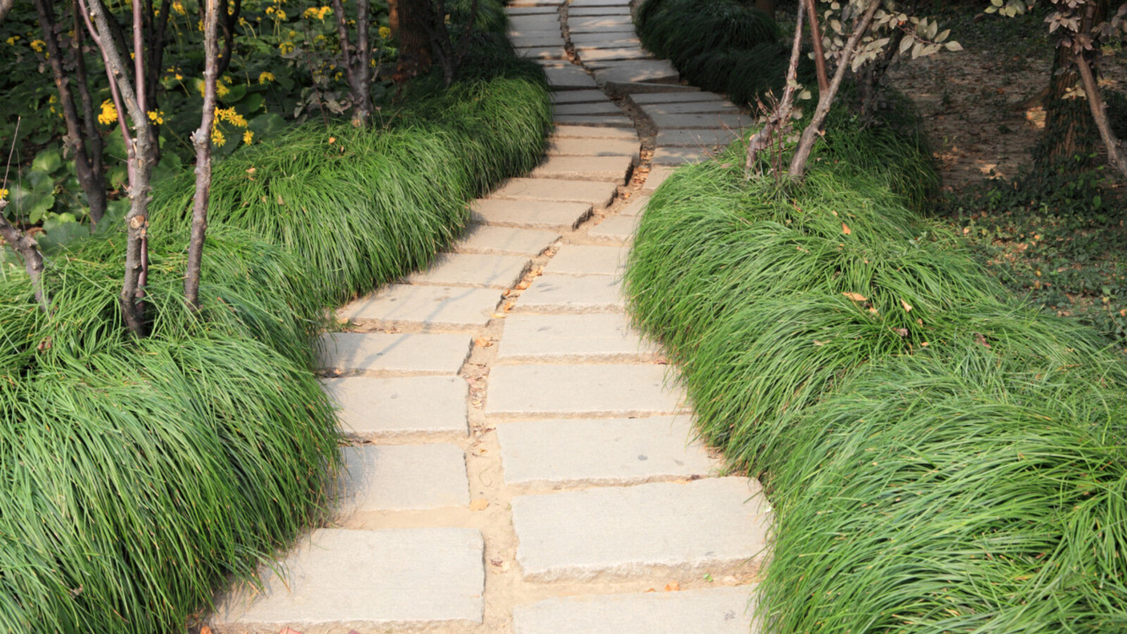 How to Create a Lush Border with Mondo Grass | Yardbarker