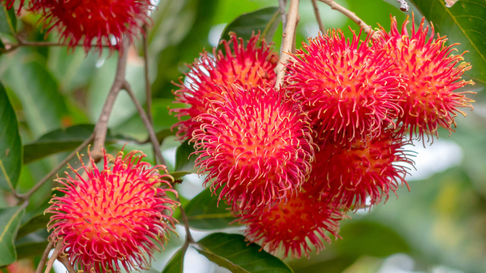 20 unique fruits to put on your food bucket list | Yardbarker