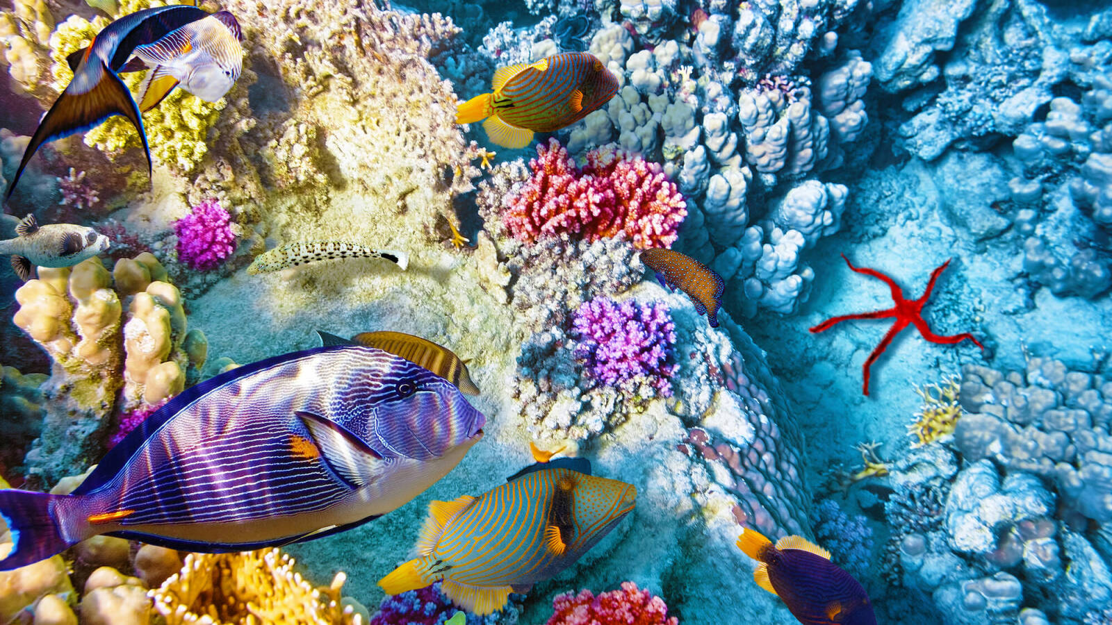 20 top travel destinations for epic marine life | Yardbarker