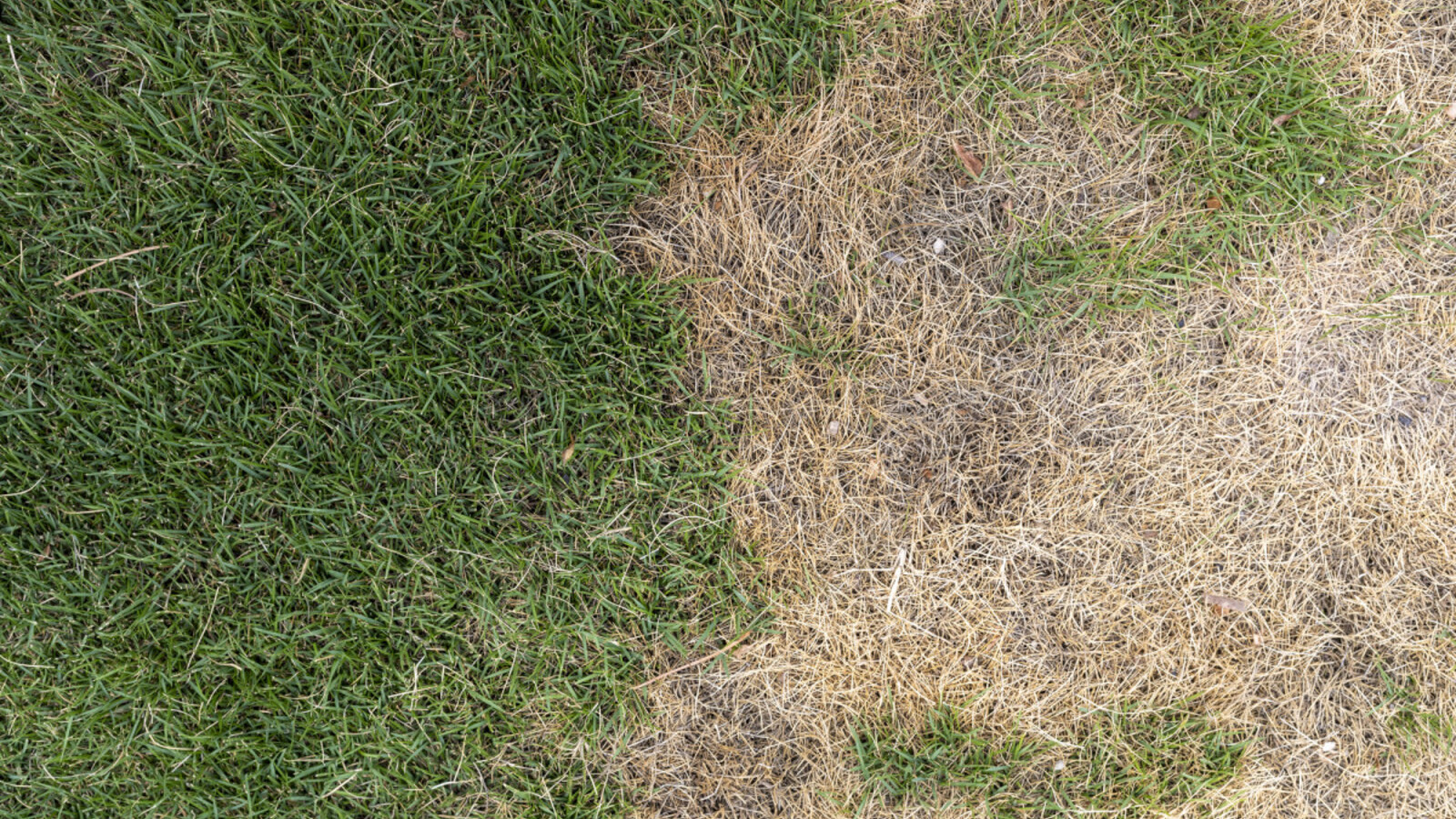 How to Fix an Over-Fertilized Lawn | Yardbarker