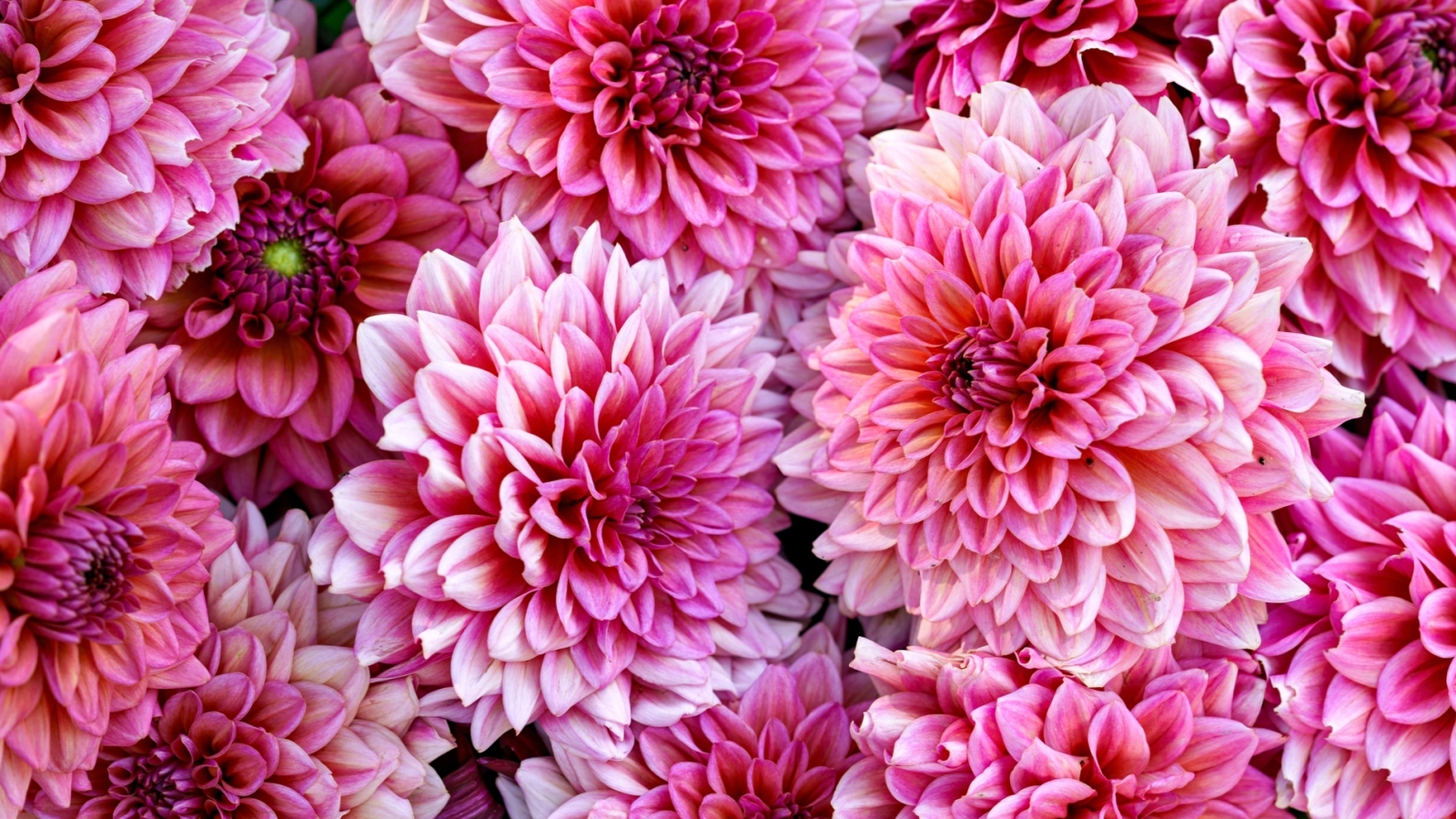 20 popular flowers with surprisingly deeper meanings | Yardbarker