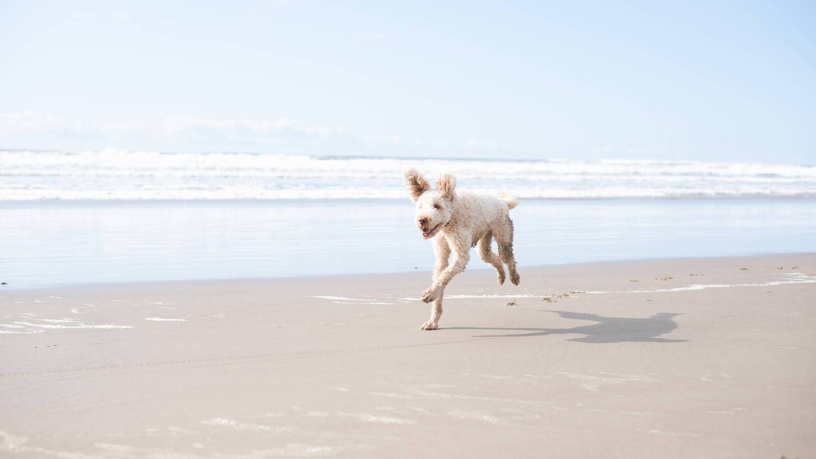 21 great dog-friendly US vacation destinations | Yardbarker