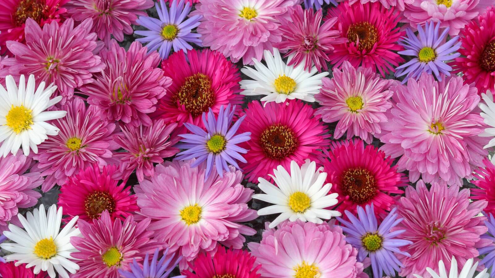 20 gorgeous and unique flowers to request for your next bouquet ...