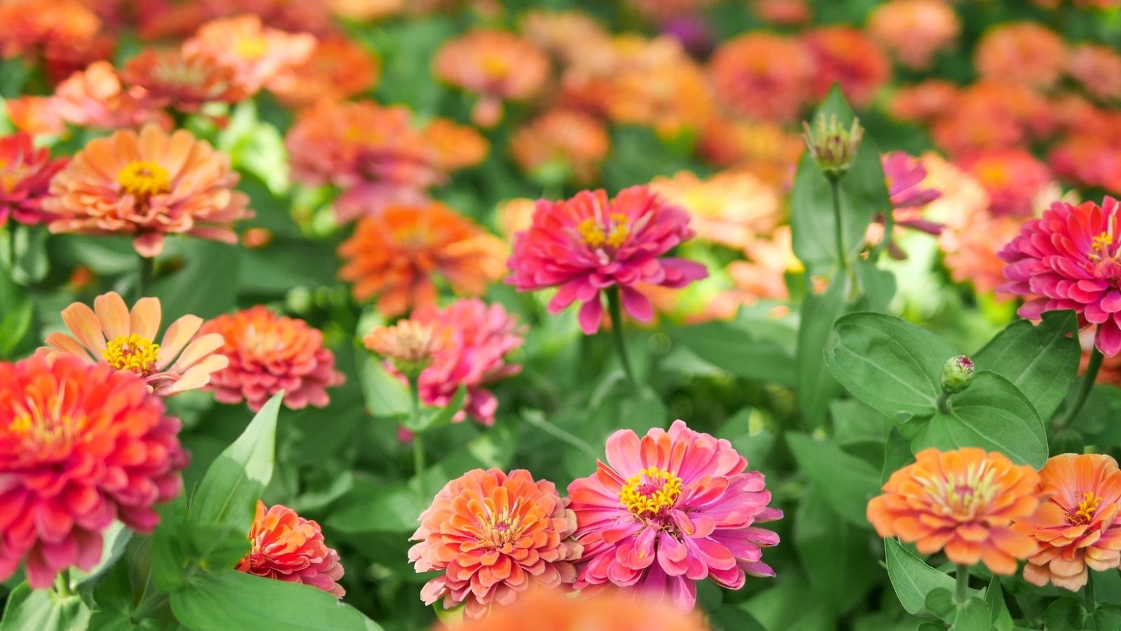 20 plants even first-time gardeners can grow easily | Yardbarker