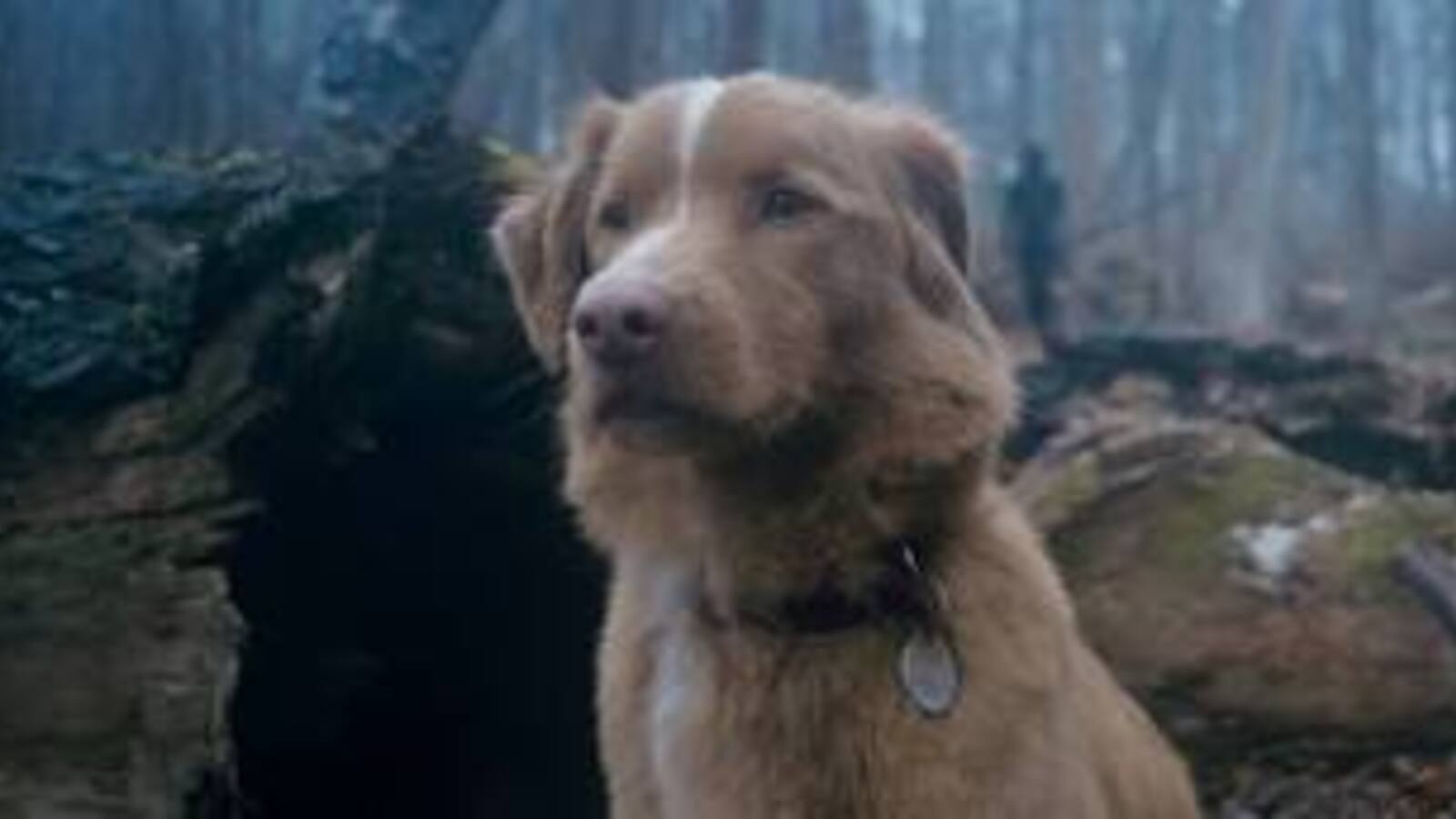 GOOD BOY Trailer: A Supernatural Story From a Dog’s POV | Yardbarker