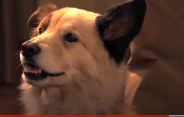 Is Stan From Dog With A Blog Still Alive