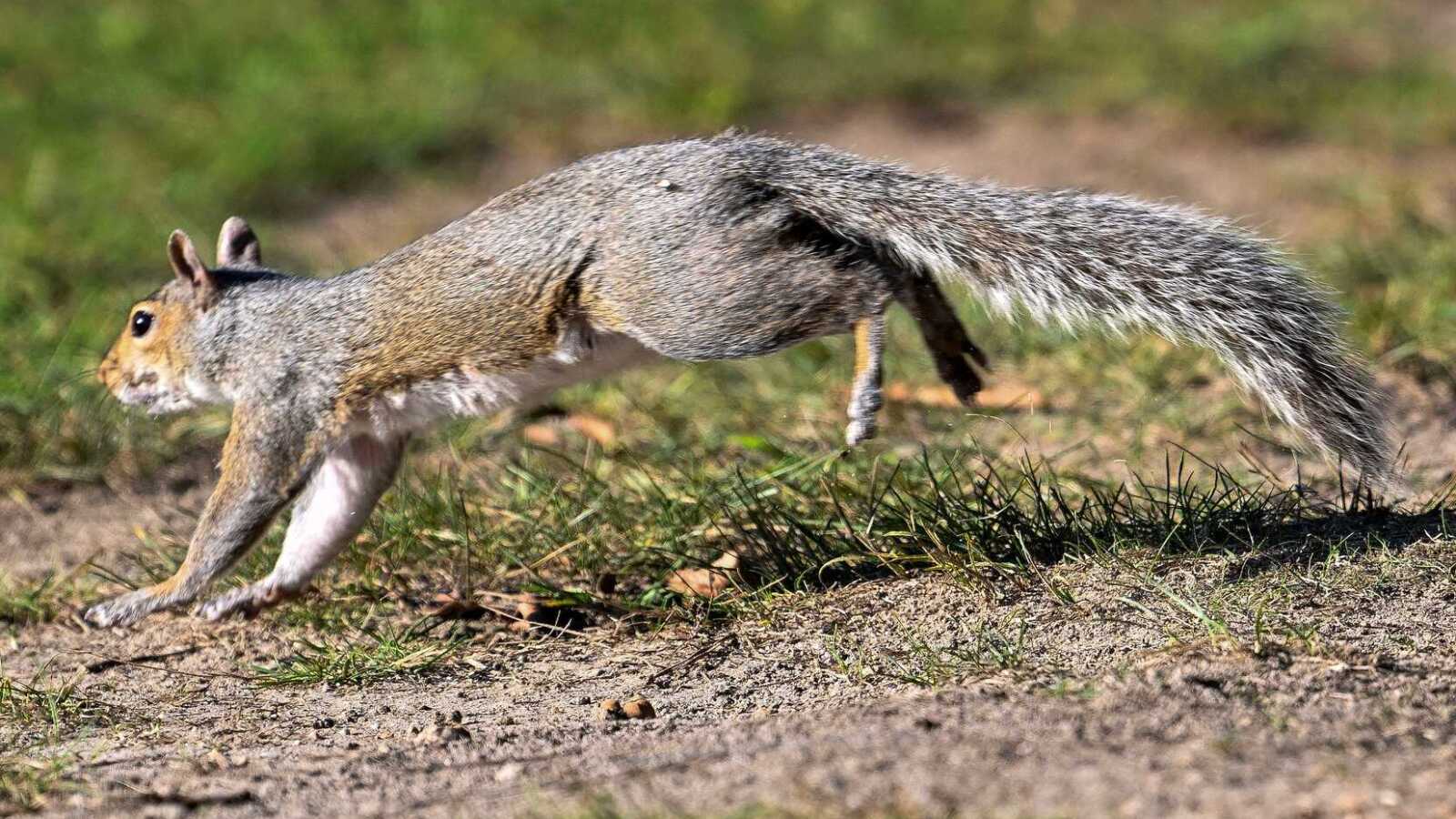 Watch: Squirrel interrupts Oklahoma-Ole Miss game, 'scores a TD ...