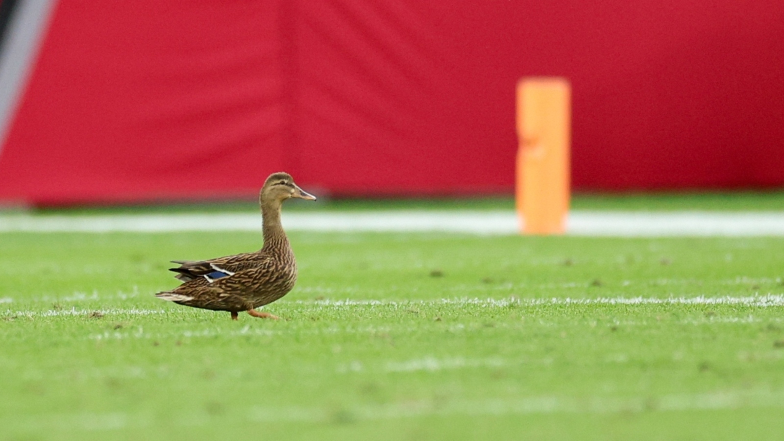 Tom Brady meets viral Tampa Bay duck ahead of Buccaneers vs. Saints ...