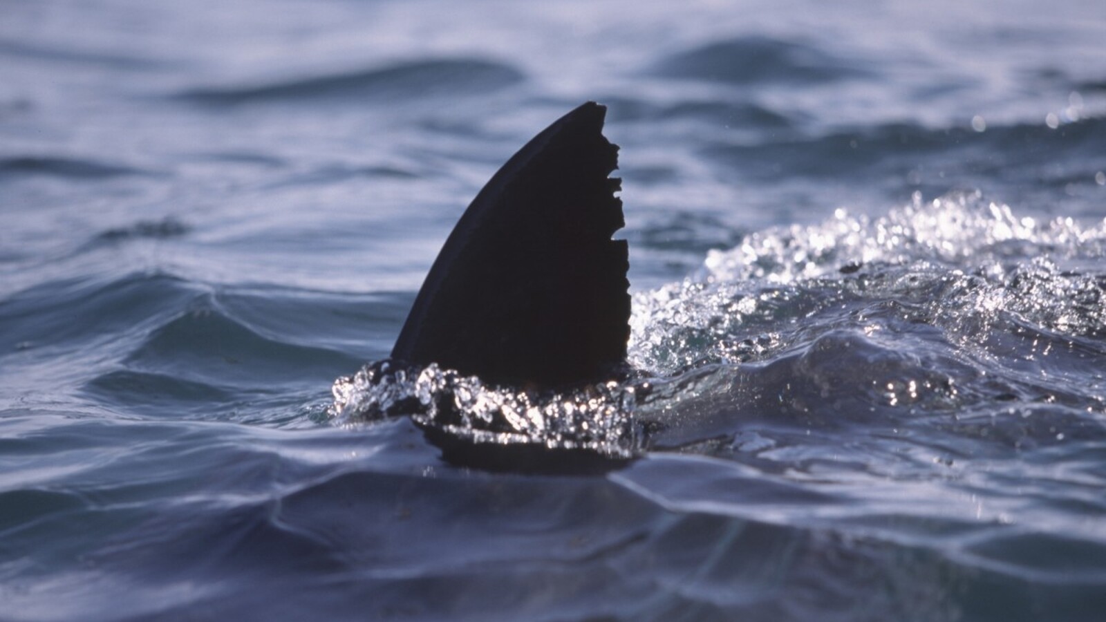 Coroner Confirms Shark Attack Killed Swimmer Erica Fox | Yardbarker