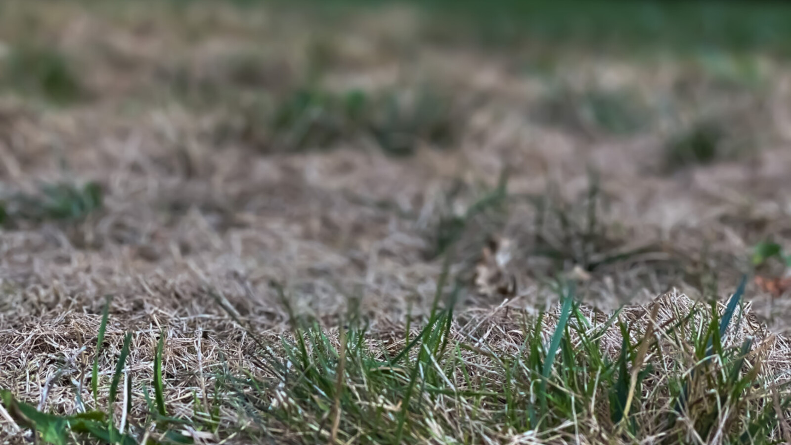 How to Help a Lawn Recover After a Drought | Yardbarker